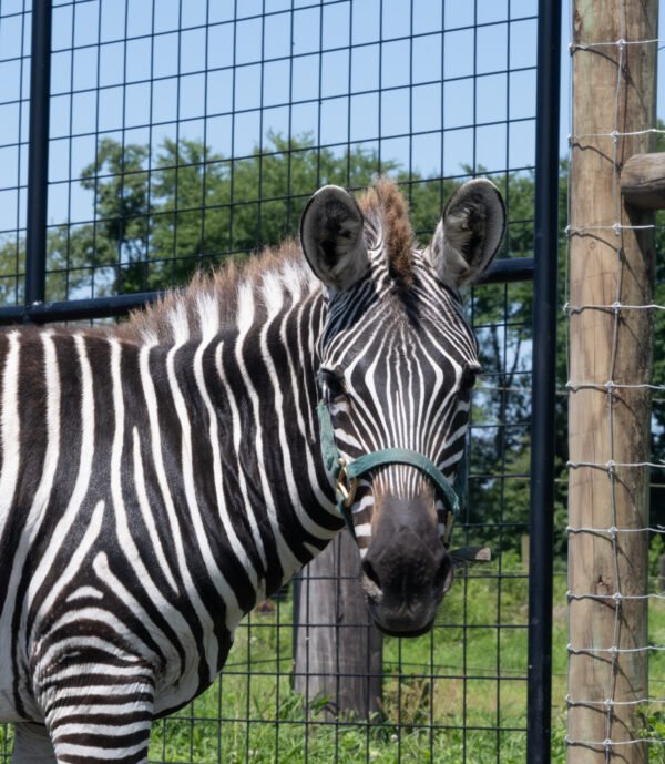 EXOTIC ANIMALS FARM - Horses and Zebras for adoption
